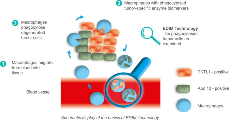 PanTum® Detect - A multi-tumor screening blood test for asymptomatic ...